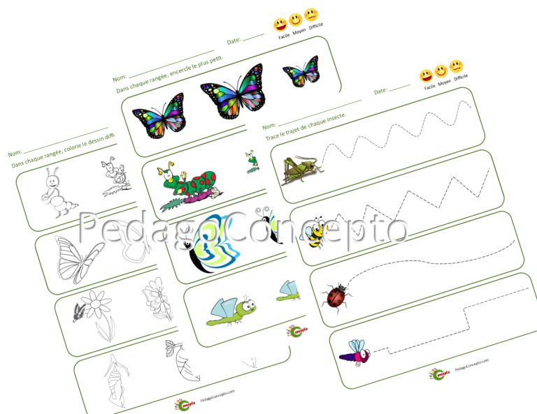 Insectes activités - PedagoConcepto