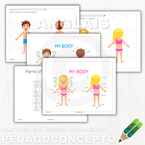 Parties du corps_anglais - PedagoConcepto